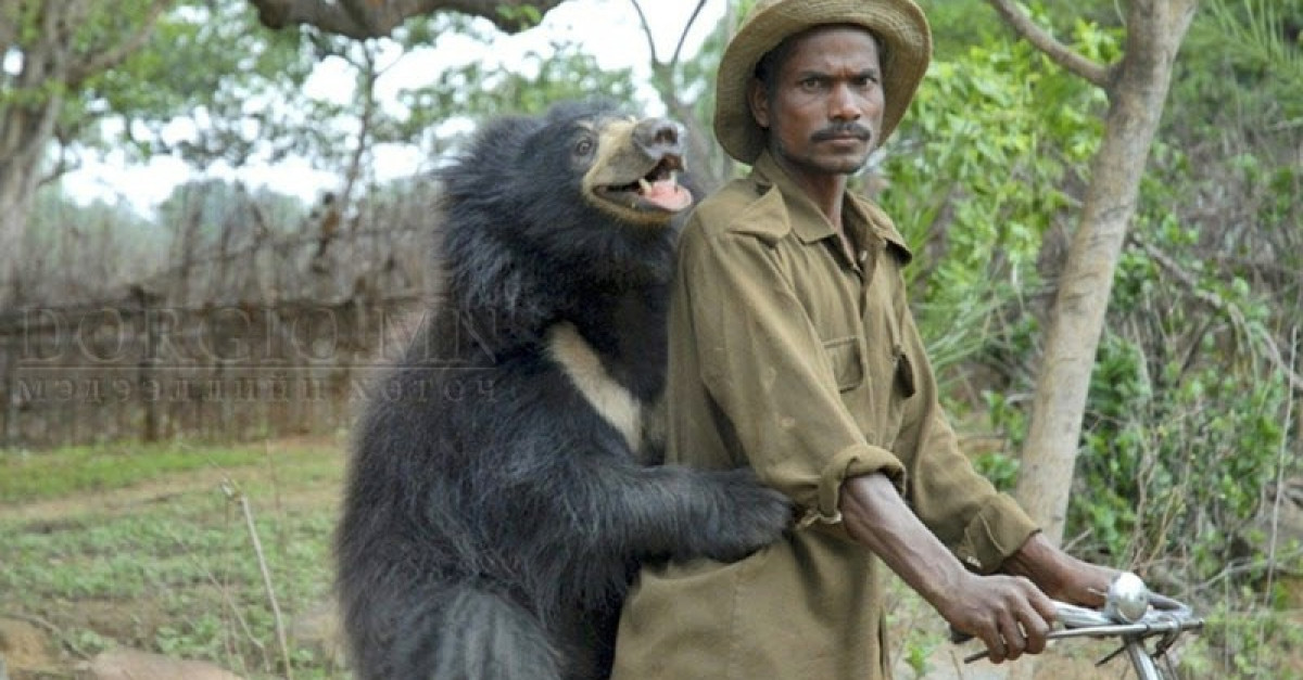 Хүнтэй найзласан амьт баавгай · Dorgio.mn