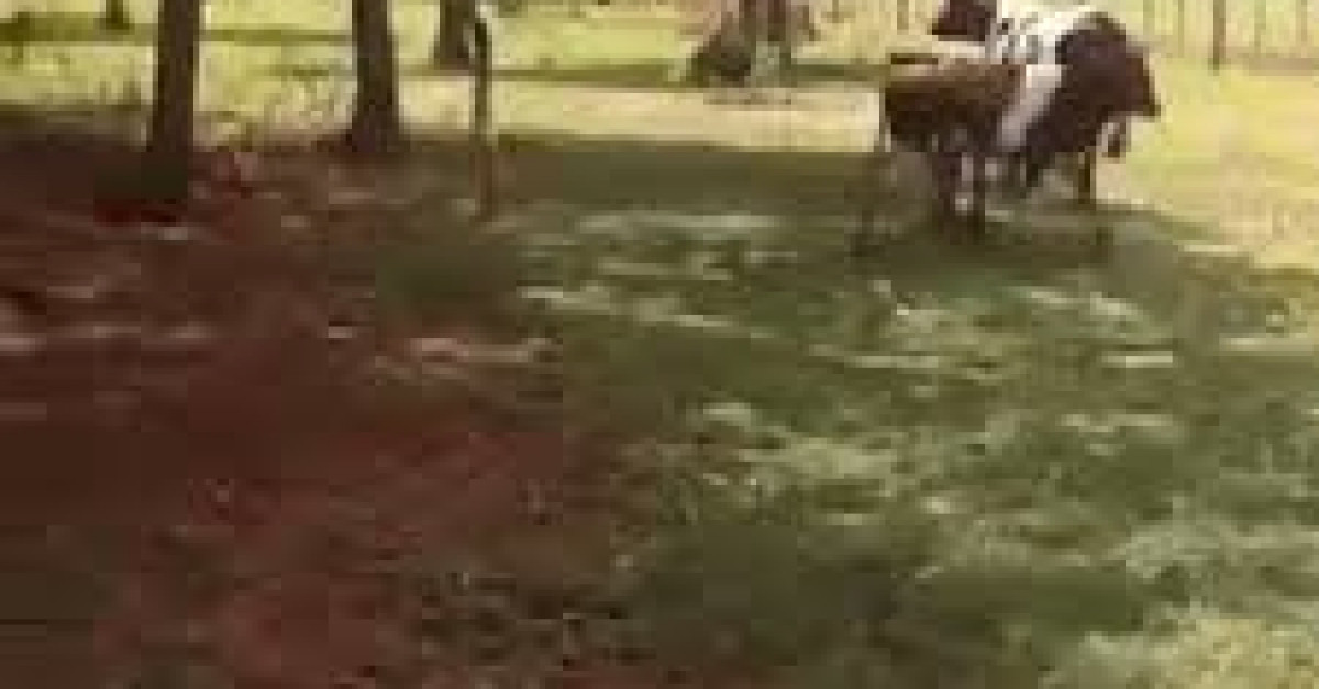 Зэрлэг хонь бэ ха ха /бичлэг/ · Dorgio.mn