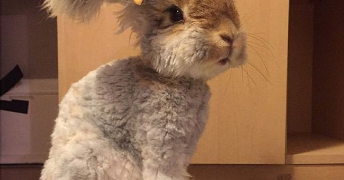 Инстаграмд од болж буй туулай · Dorgio.mn