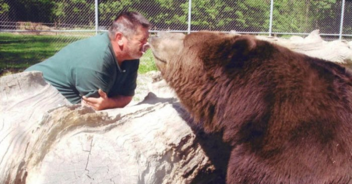 700 кг баавгайтай нөхөрлөдөг эр · Dorgio.mn