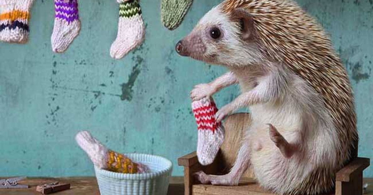 Зарааны өдөр тутмын амьдрал · Dorgio.mn