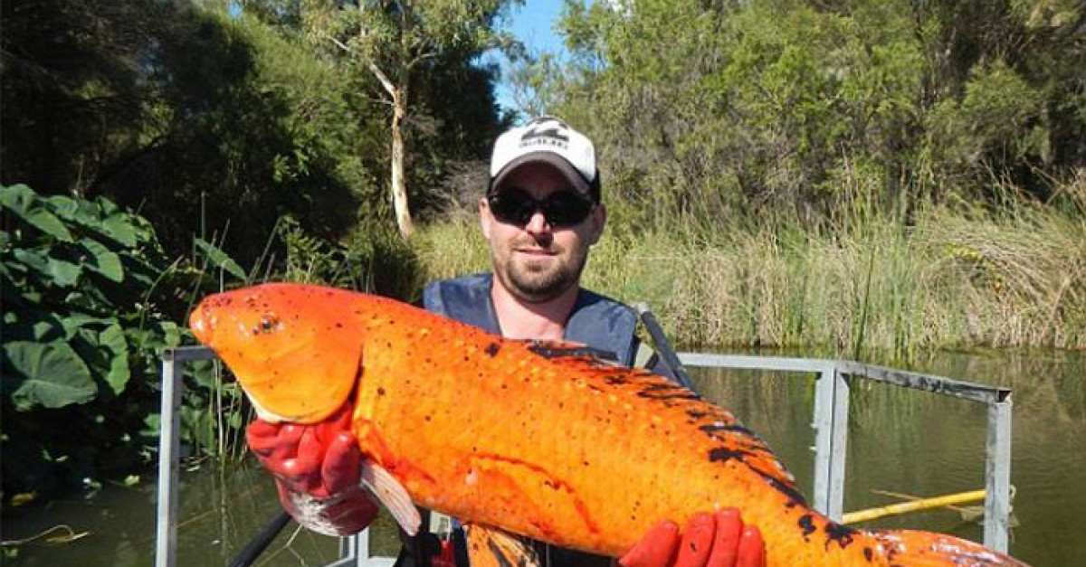 Аквариумын алтан загас хэр том болдог вэ · Dorgio.mn