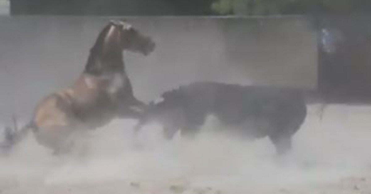 Бух VS Азарга · Dorgio.mn