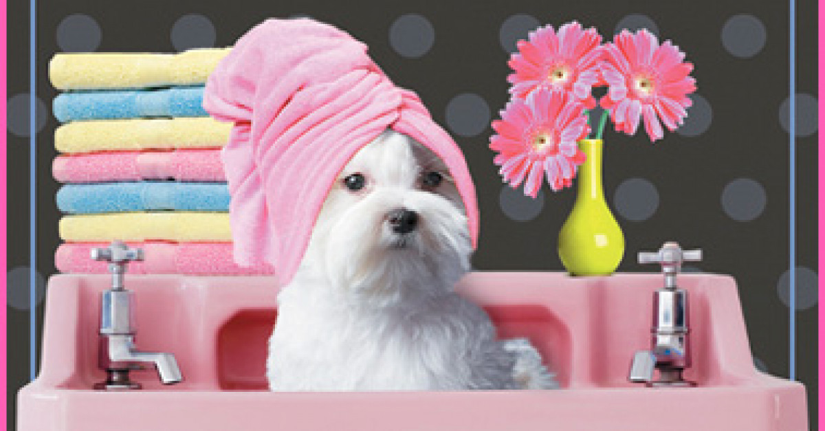 Нохой хүртэл гоо сайхандаад байна ш дээ · Dorgio.mn