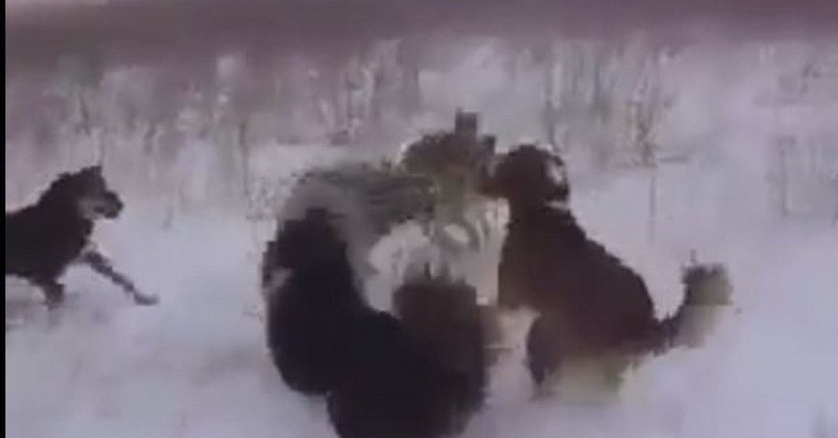 Нохойгоор чоно бариулж буй бичлэг · Dorgio.mn