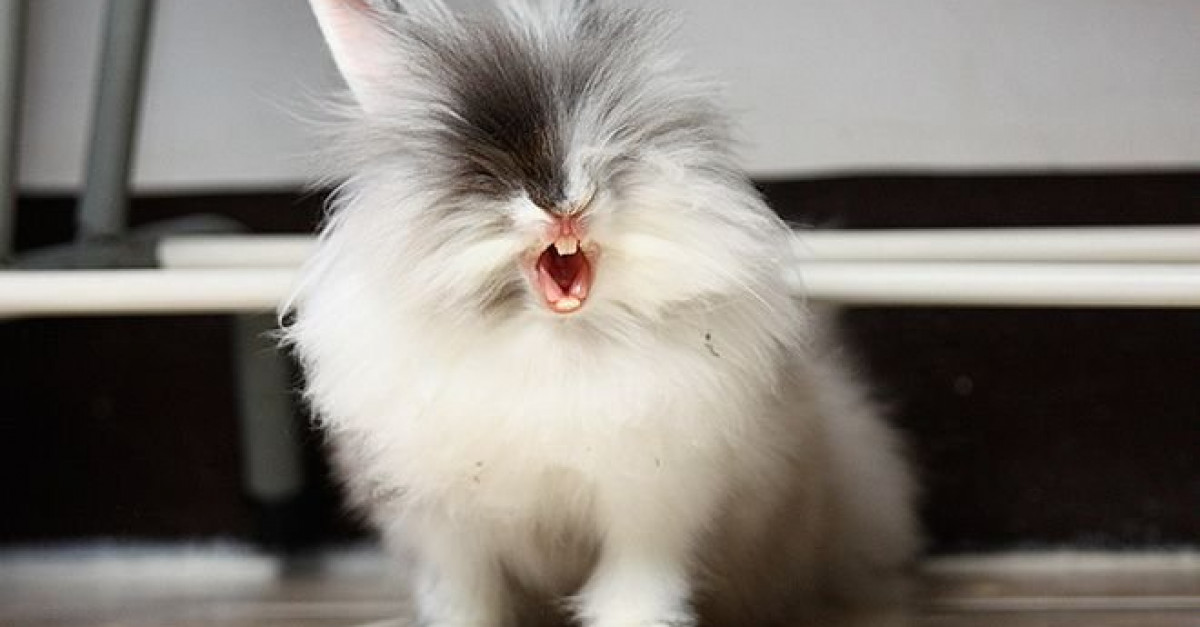 Эвшээж буй туулайнууд · Dorgio.mn