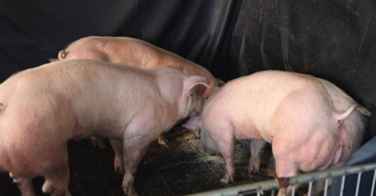 Камбожи булчинлаг гахай · Dorgio.mn