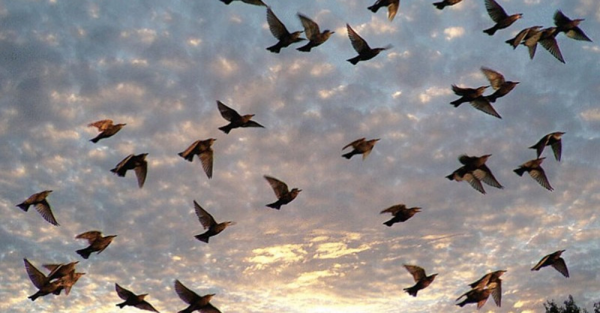 Шувууны томуунаас урьдчилан сэргийлэх зөвлөмж · Dorgio.mn