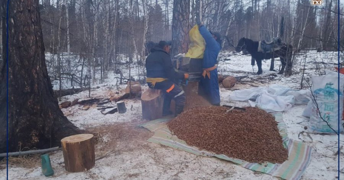 Даян дээрхийн нуруунд самар түүж байсан 90 гаруй иргэнийг буулгажээ · Dorgio.mn