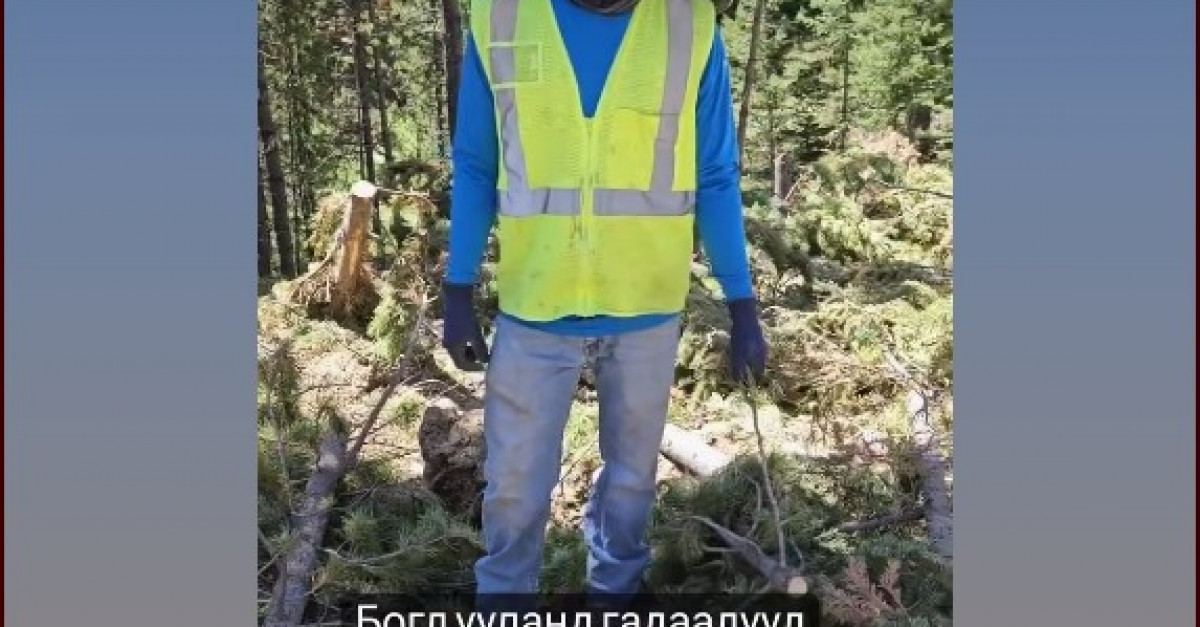 Богд ууланд мод тайрч байна гэх мэдээлэл ХУДАЛ · Dorgio.mn