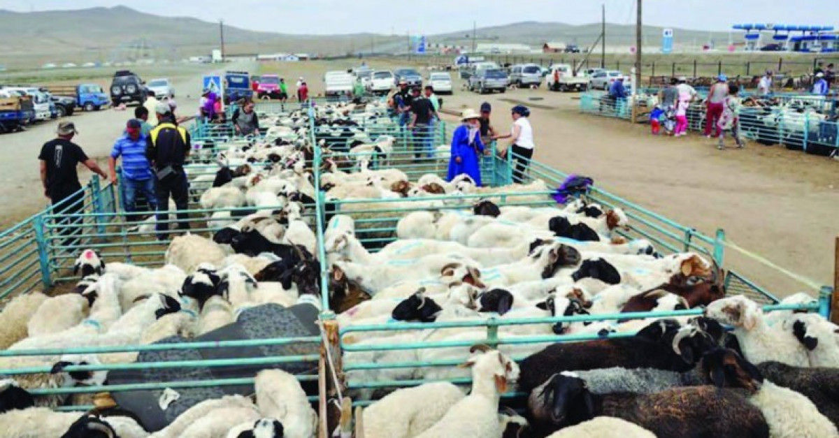 Эмээлт захад хонь 250-350 мянган төгрөгөөр худалдаалагдаж байна · Dorgio.mn