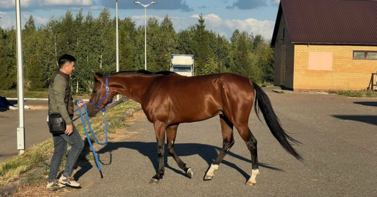 ОХУ-ын Татарстаны морин уралдаанд Монгол эзэнтэй Араб морь түрүүлжээ · Dorgio.mn