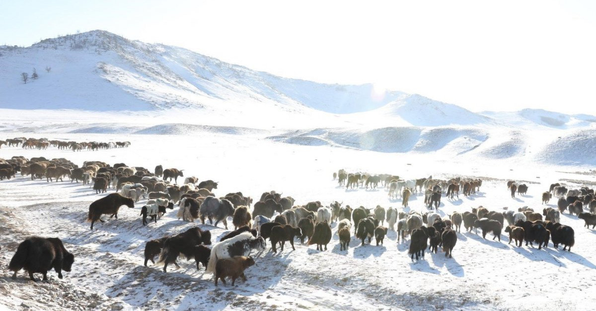 Мал зүйч Т Зоригтбаатар Түүхэндээ хамгийн олон мал хорогдсон жил яг одоо болж байна · Dorgio Mn