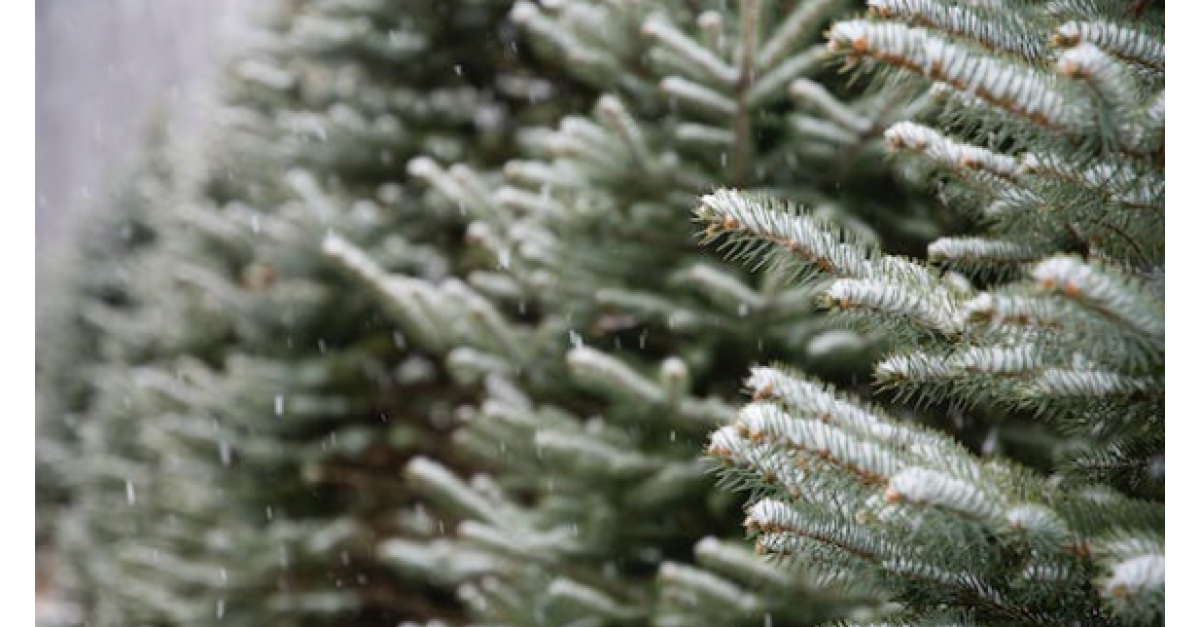 Нойтон цас орно · Dorgio.mn