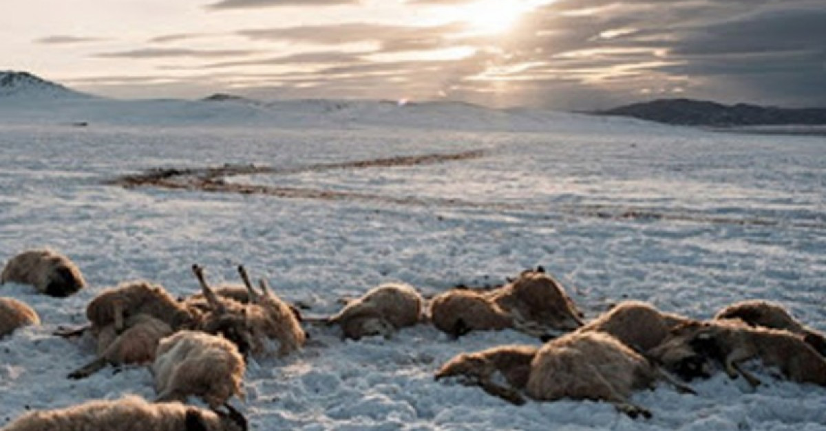 Малын хорогдол 4,7 саяд хүрч, малгүй болсон 342 малчин өрх байна гэв · Dorgio.mn