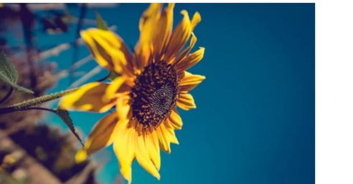 Улаанбаатарт бороо орохгүй · Dorgio.mn