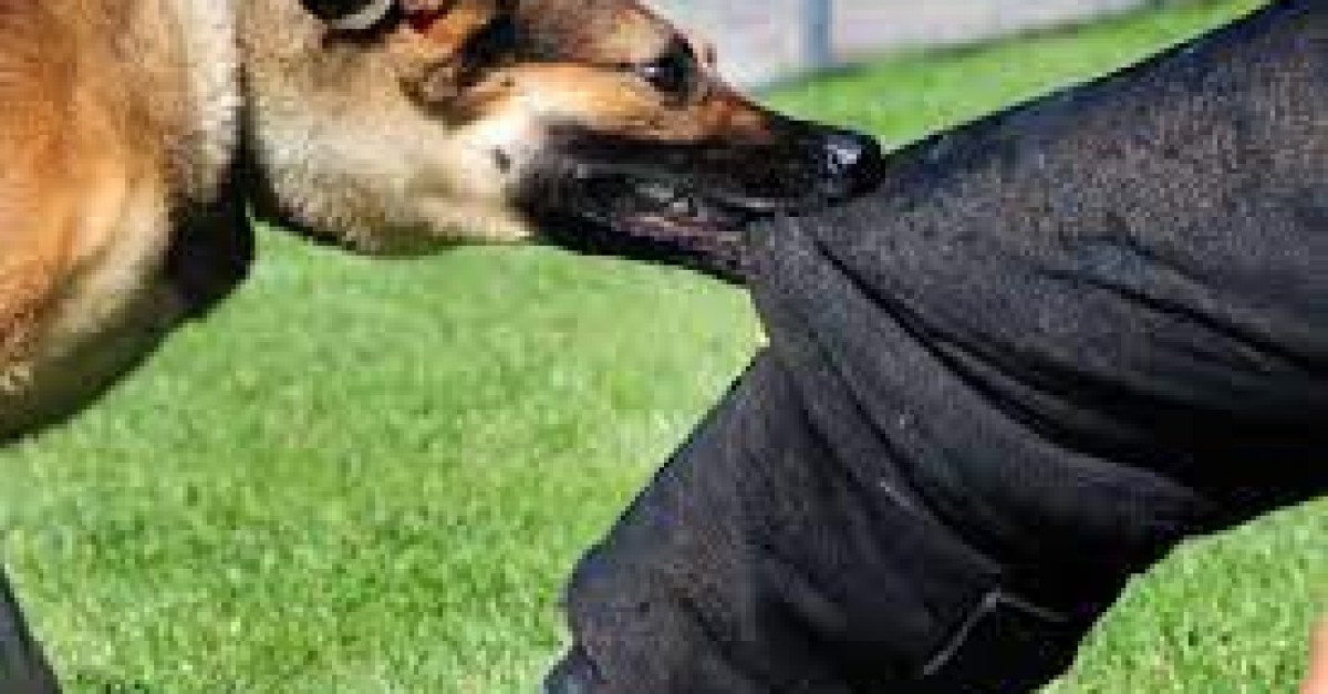 Сэрэмжлүүлэг Хүүхдүүд нохойд хазуулж ГССҮТ д хандах нь нэмэгджээ · Dorgio Mn