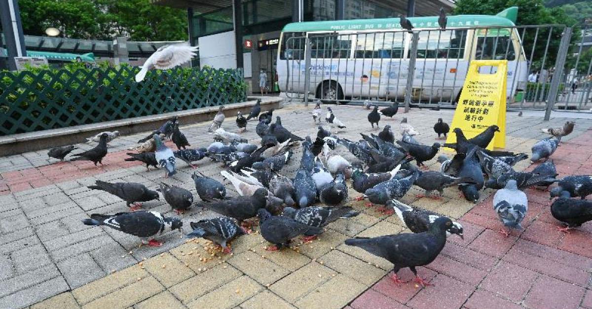 Хонконгд тагтаа, зэрлэг амьтдыг хооллоход торгууль ногдуулж эхлэв · Dorgio.mn