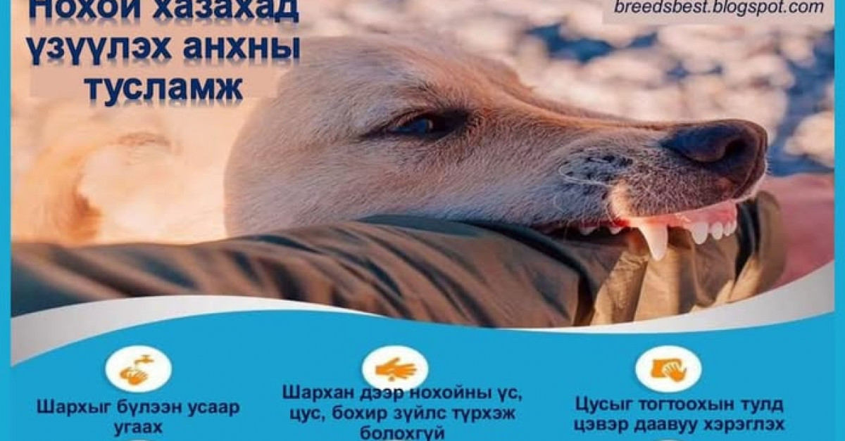 Нохойнд хазуулж, хуруугаа таслуулжээ · Dorgio.mn