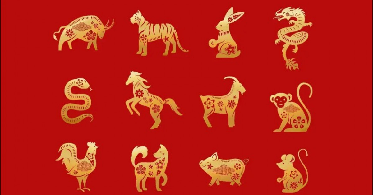 Арван хоёр жилтний Модон могой жилийн товч төөрөг, засал · Dorgio.mn