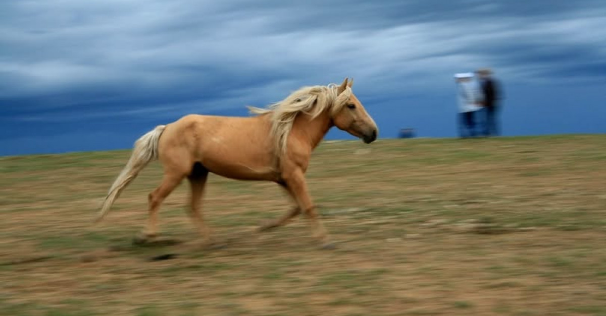 Хоёр настай хүүхэд моринд өшиглүүлж гэмтжээ · Dorgio.mn