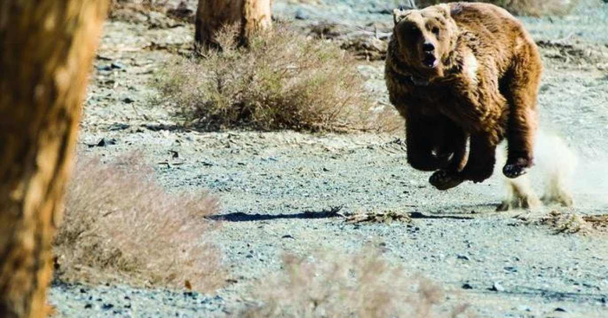 Монголын говьд 50 гаруй мазаалай баавгай амьдарч байна · Dorgio.mn