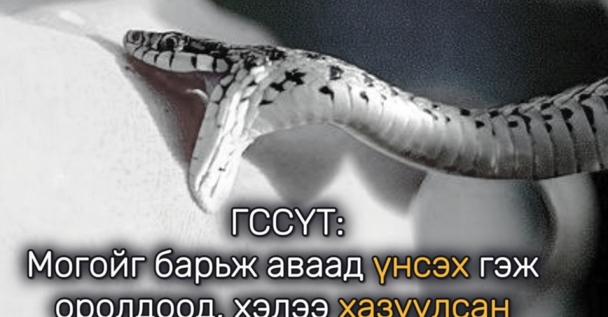 ГССҮТ: Могой барьж аваад, үнсэх гэж оролдоод хэлээ хазуулсан тохиолдол байдаг · Dorgio.mn