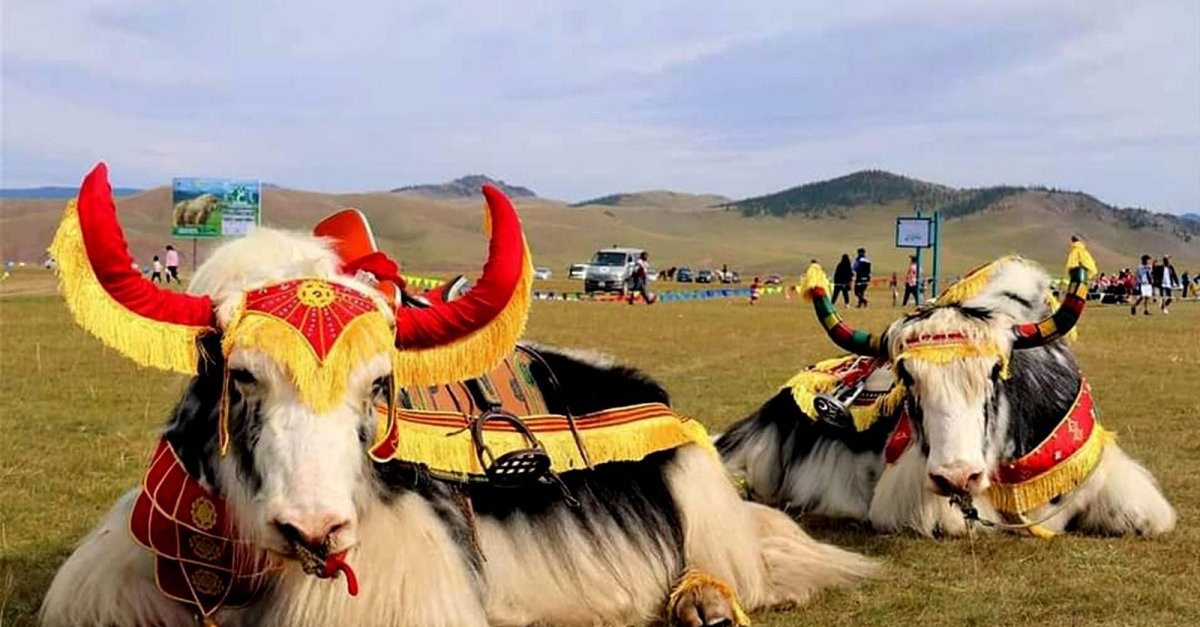 Зургаа дахь удаагийн сарлагийн наадам Хөвсгөл аймагт болно · Dorgio.mn